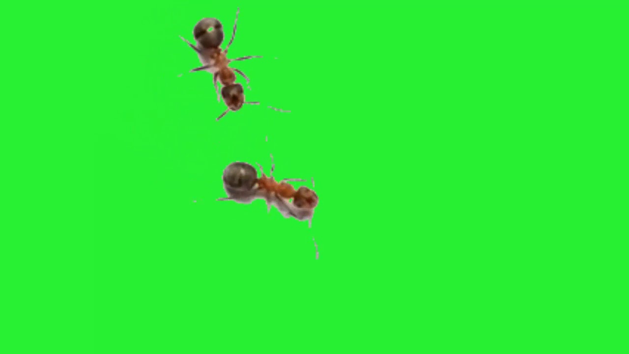 ants on screen green screen - YouTube