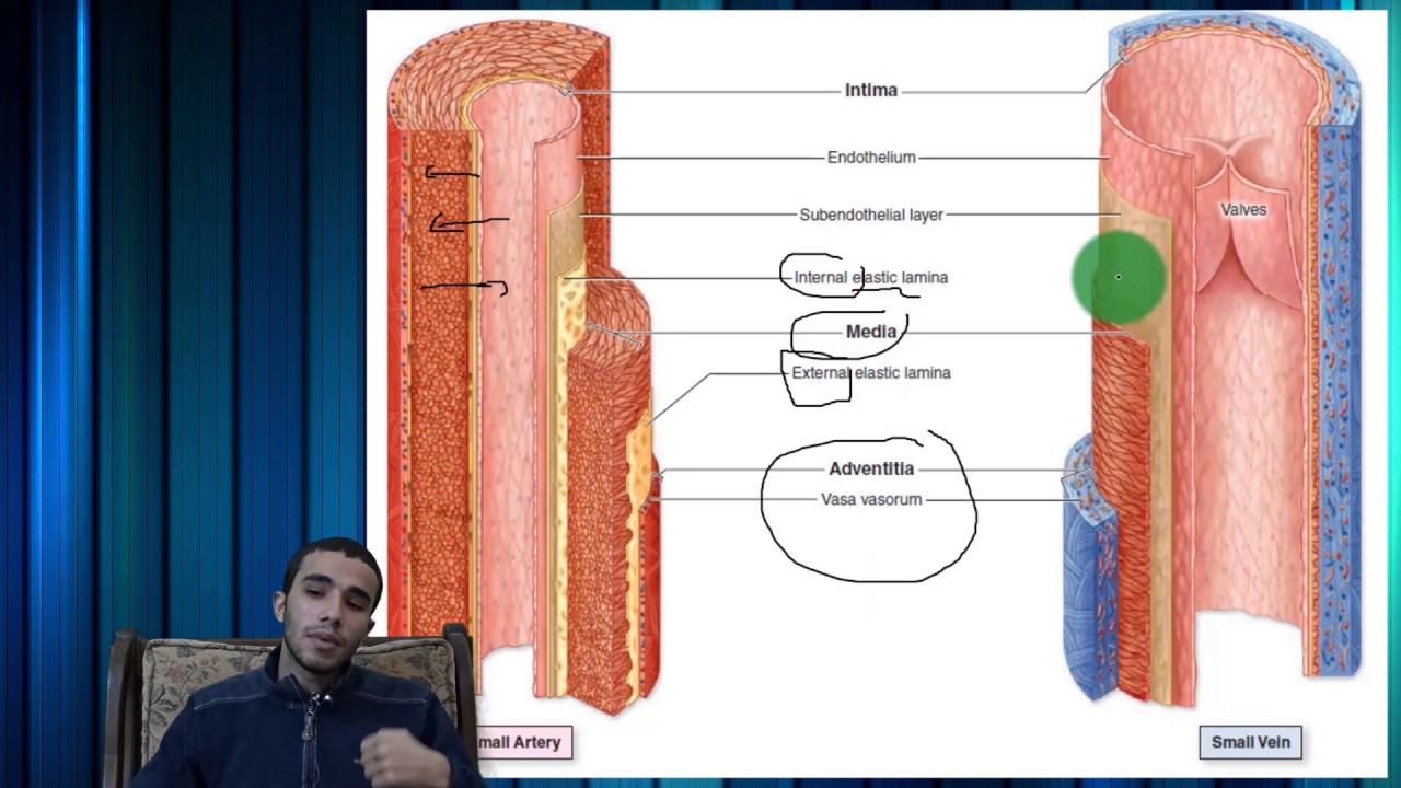 Introduction To Vascular System and Arteries Explanation (Vascular 1/3 ...