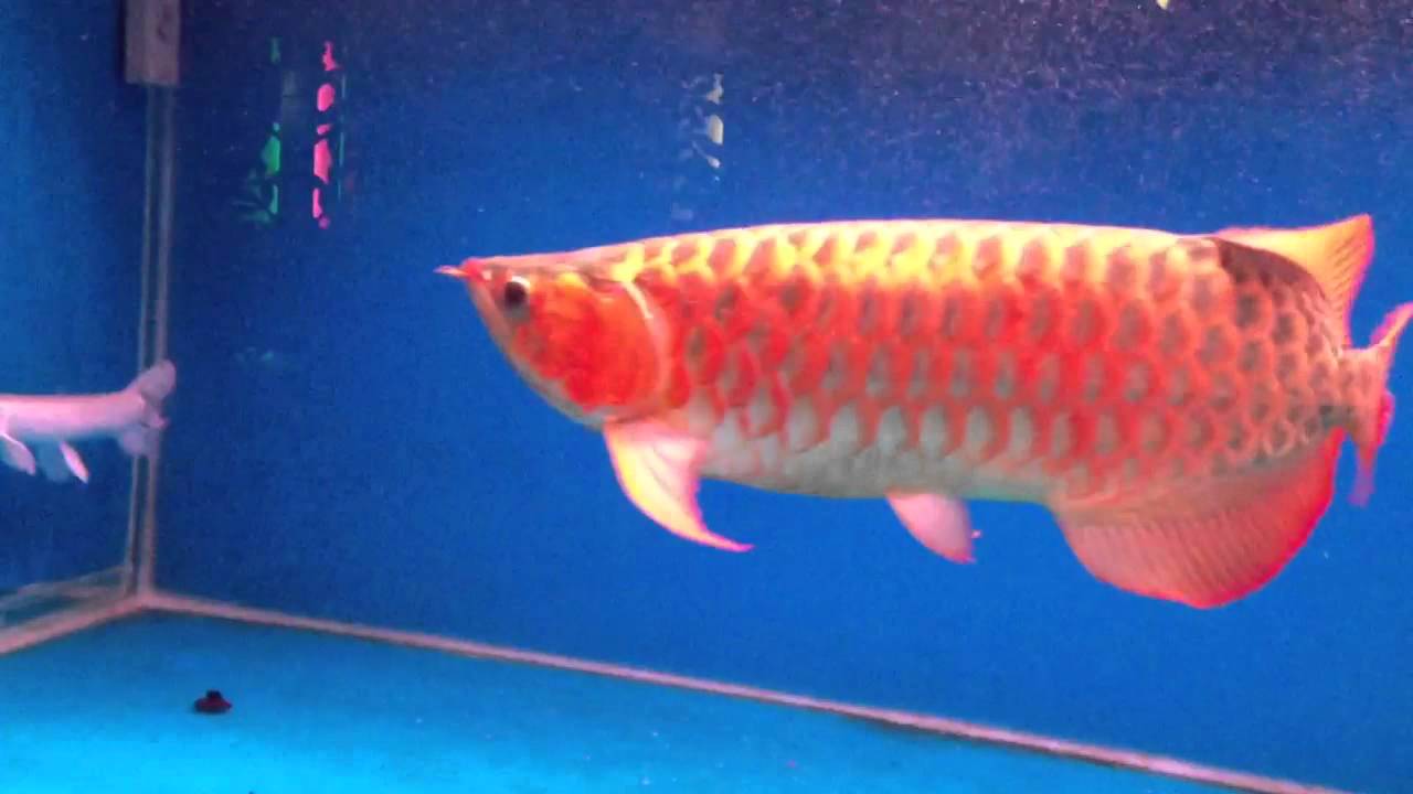 Super red arowana - YouTube