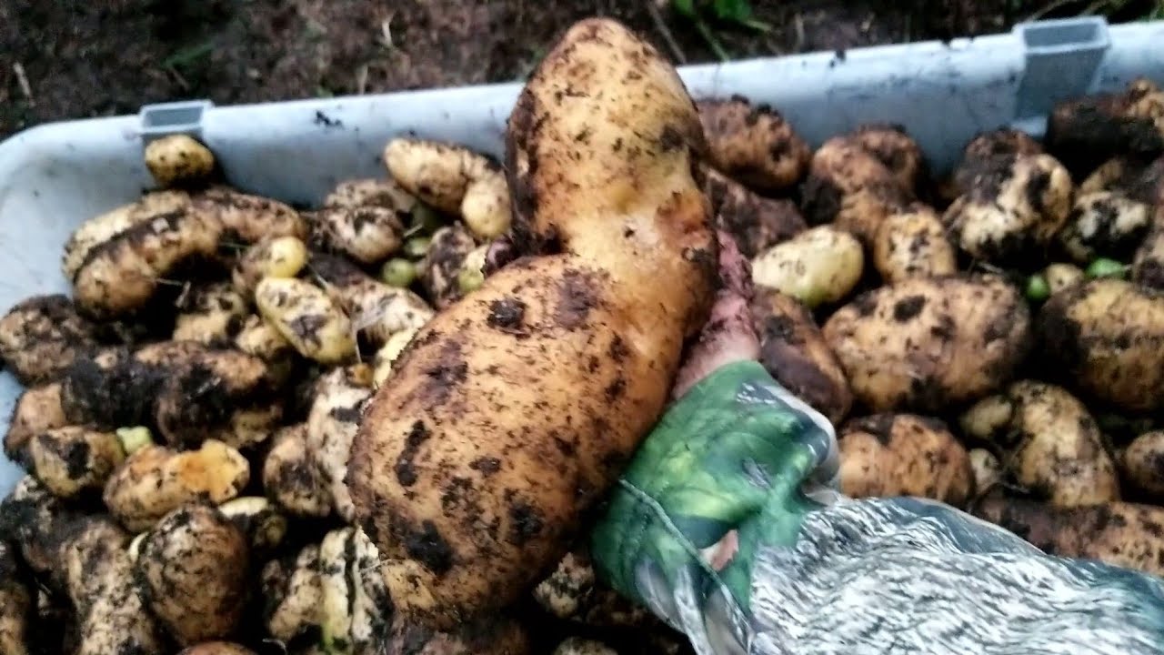 POTATO! 70 sq feet... unexpected harvest! - YouTube