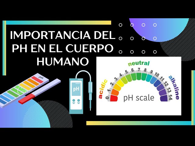 Ph Of The Human Body Enseanza De Qumica Bioqumica Fisiologa