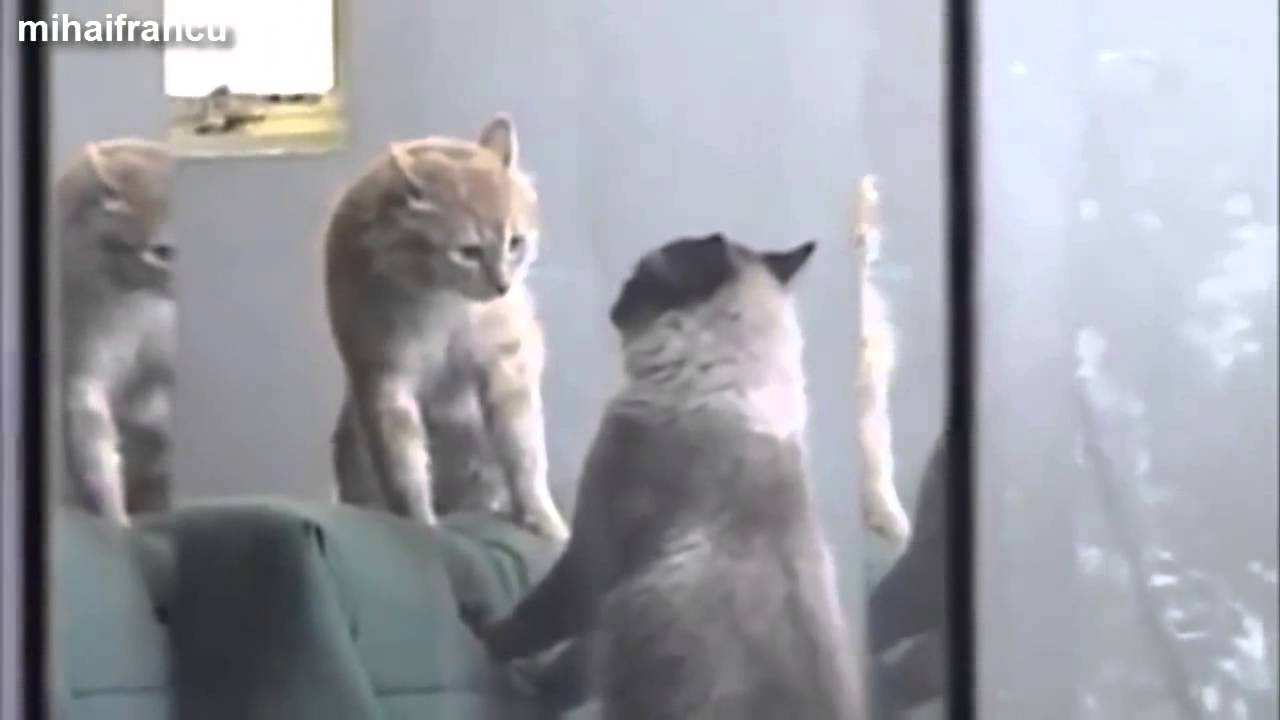 Funny Cats Arguing Compilation 2014 NEW - YouTube