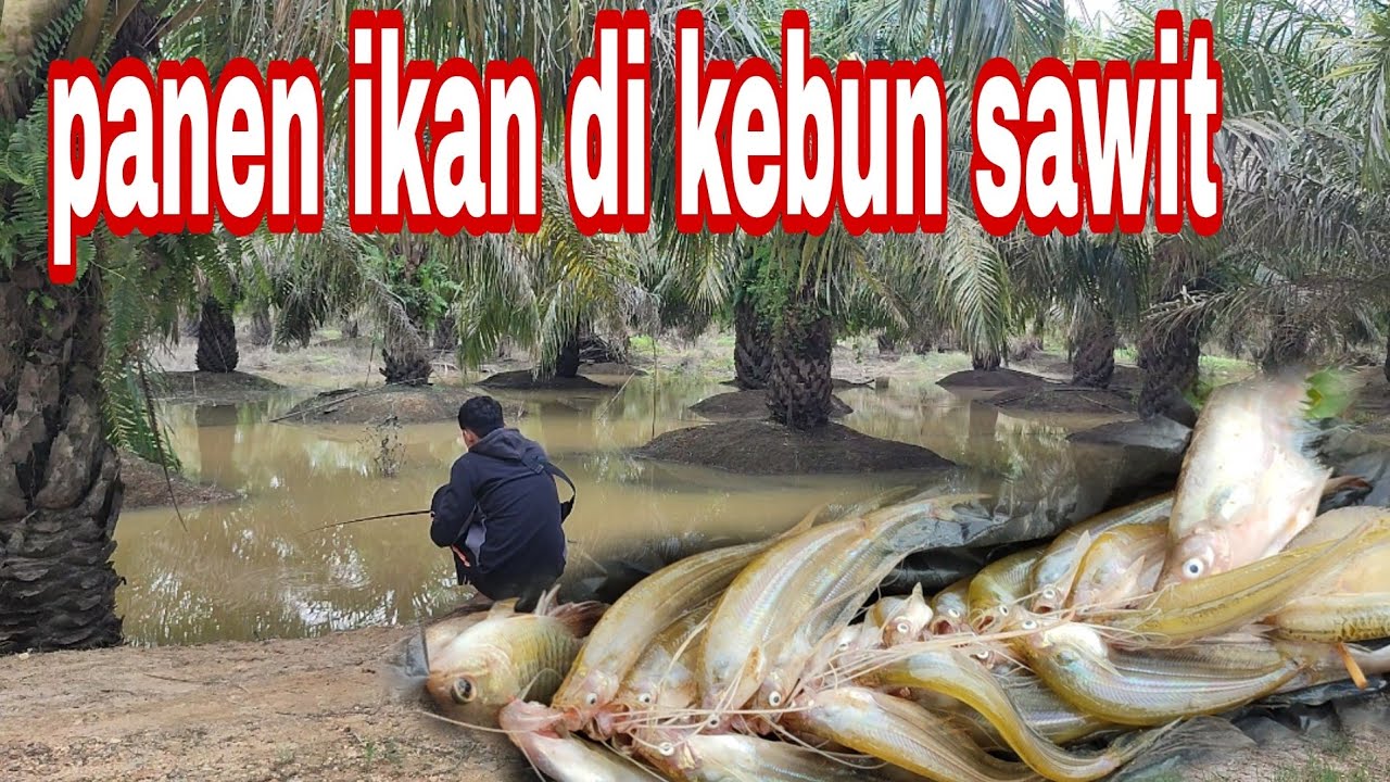 MANCING IKAN LAIS DI PARIT KEBUN SAWIT - YouTube