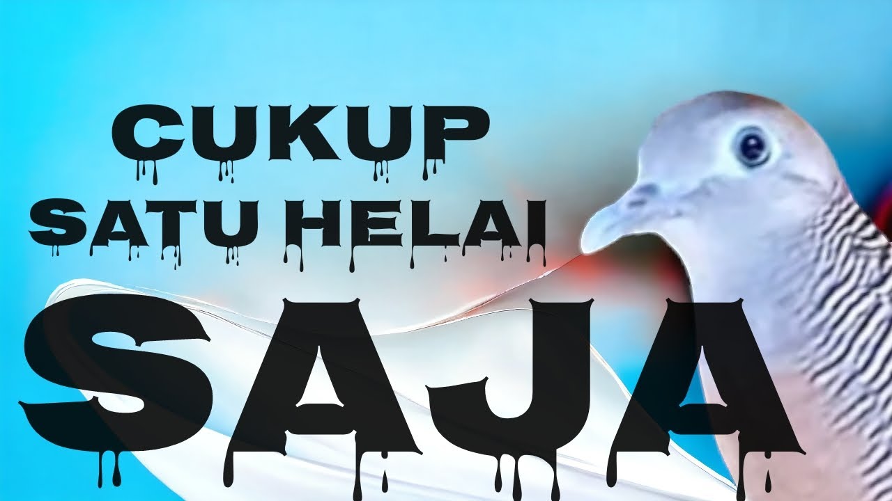 CUKUP 1 HELAI AJA DAH CUKUP BUANG SIAL PERKUTUT YANG TIDAK JADI DI BELI ...
