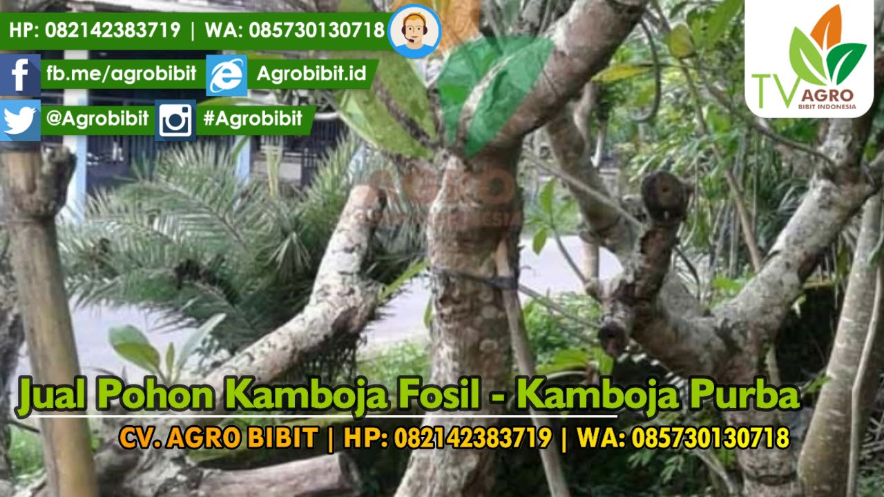 Jual Pohon Kamboja Fosil - Kamboja Purba - 082142383719 - YouTube
