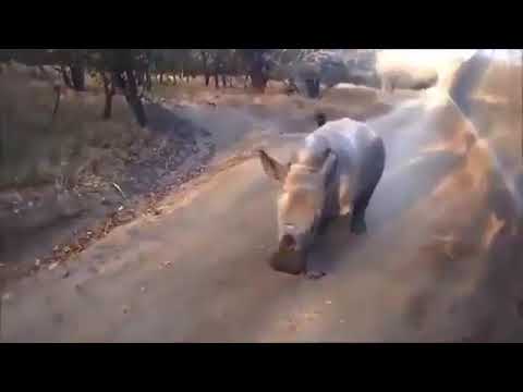 Su Aygırı Minik Keçiyi Taklit Ederse