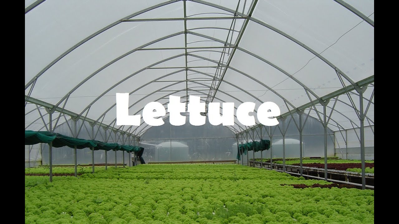 Commercial Lettuce Greenhouses by Redpath - YouTube
