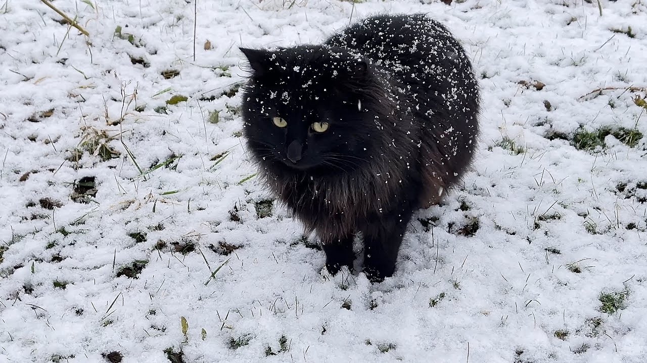 Cats Reaction To Cold And Snowy Weather🥶 - YouTube
