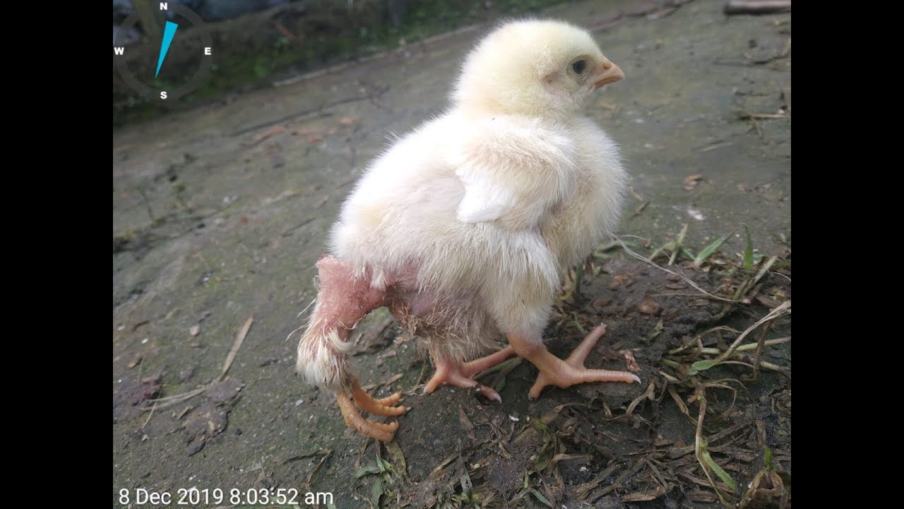 Wonder CHIK WITH FOUR LEGS - YouTube
