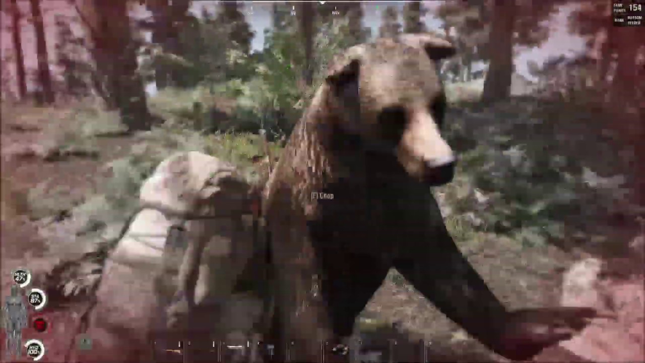 SCUM: The birds and the bears - YouTube