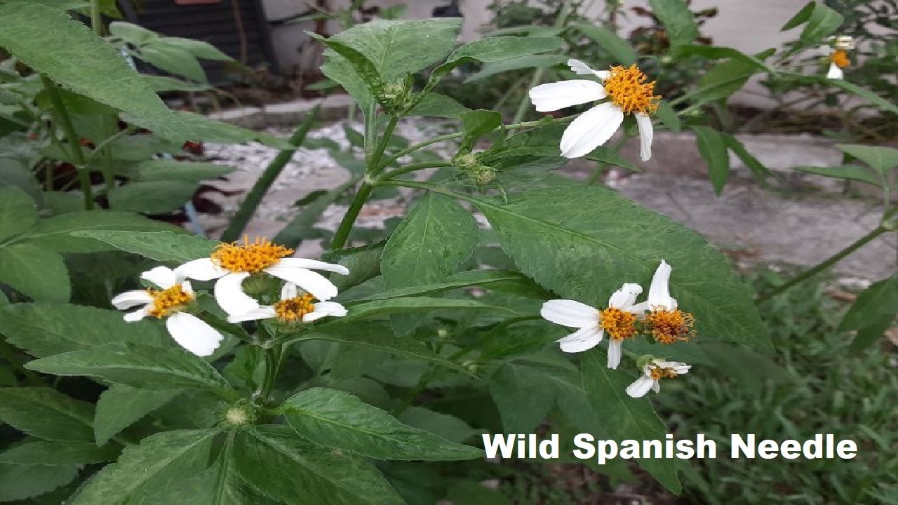 Jamaica Spanish-Needle Is Delicious As A Steam Vegetable - YouTube