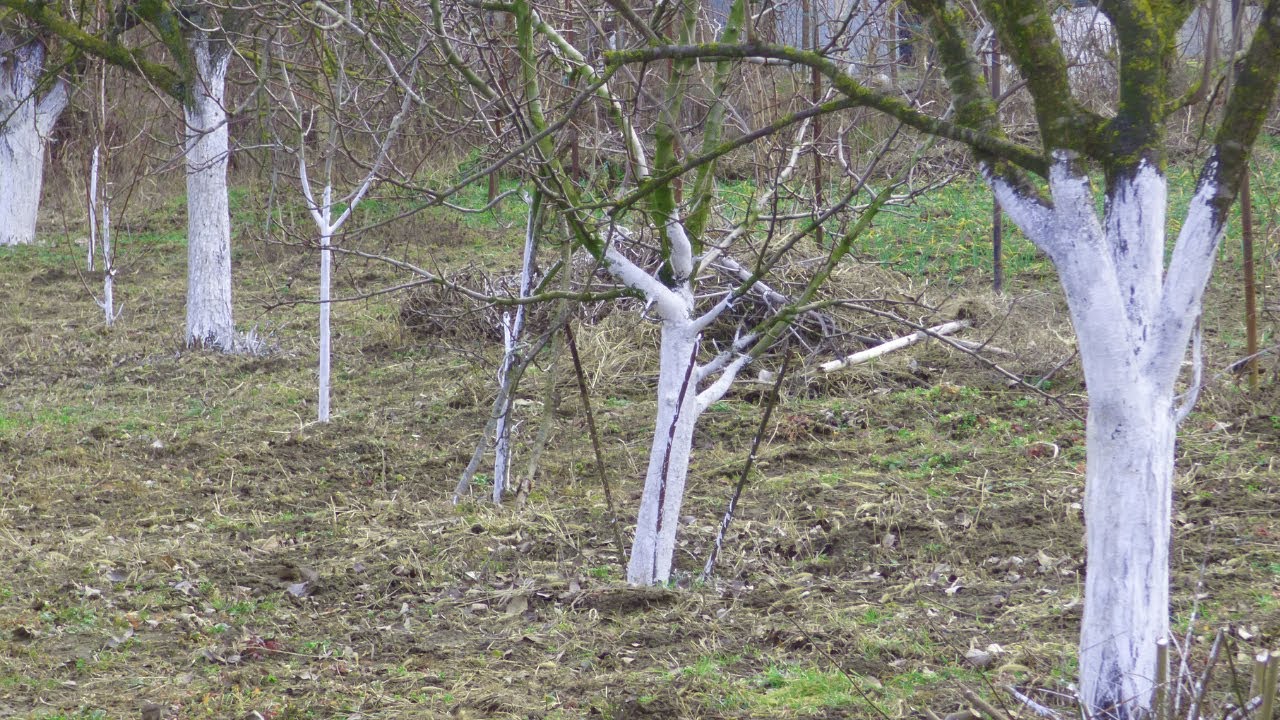 Why do people limewash trees - YouTube
