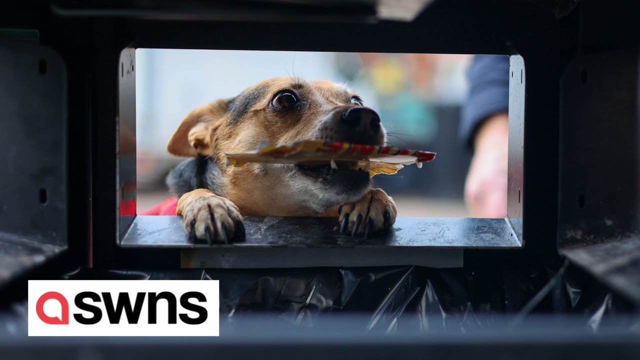 Clever pooch tidies up litter and puts it in the bin | SWNS - YouTube