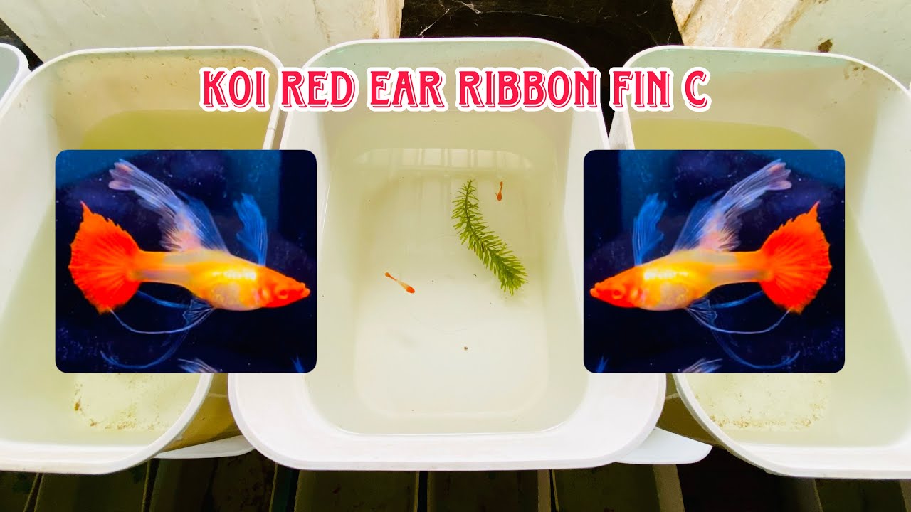 How To Breeding Guppy( Albino Koi Red Ear Ribbon Fin c ) #guppy # ...