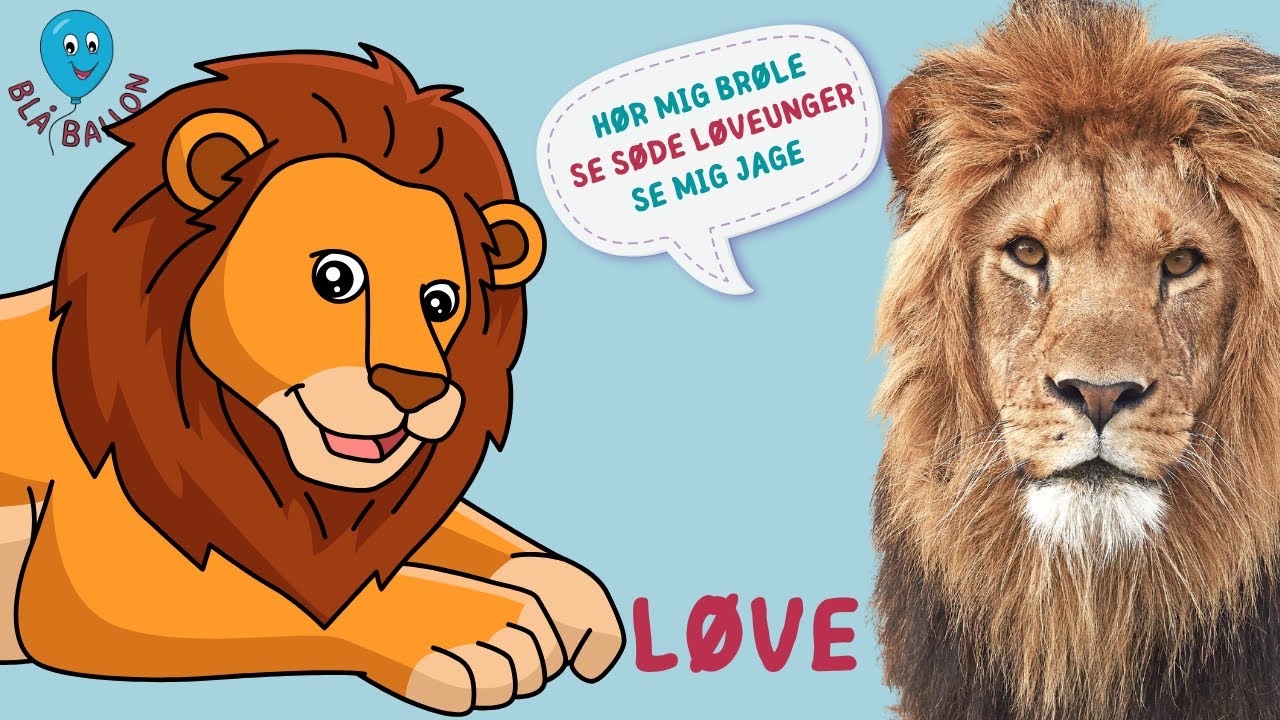 🦁Løve🦁 Hør løven brøle. Se søde løveunger. Se en løve jage, og se en ...