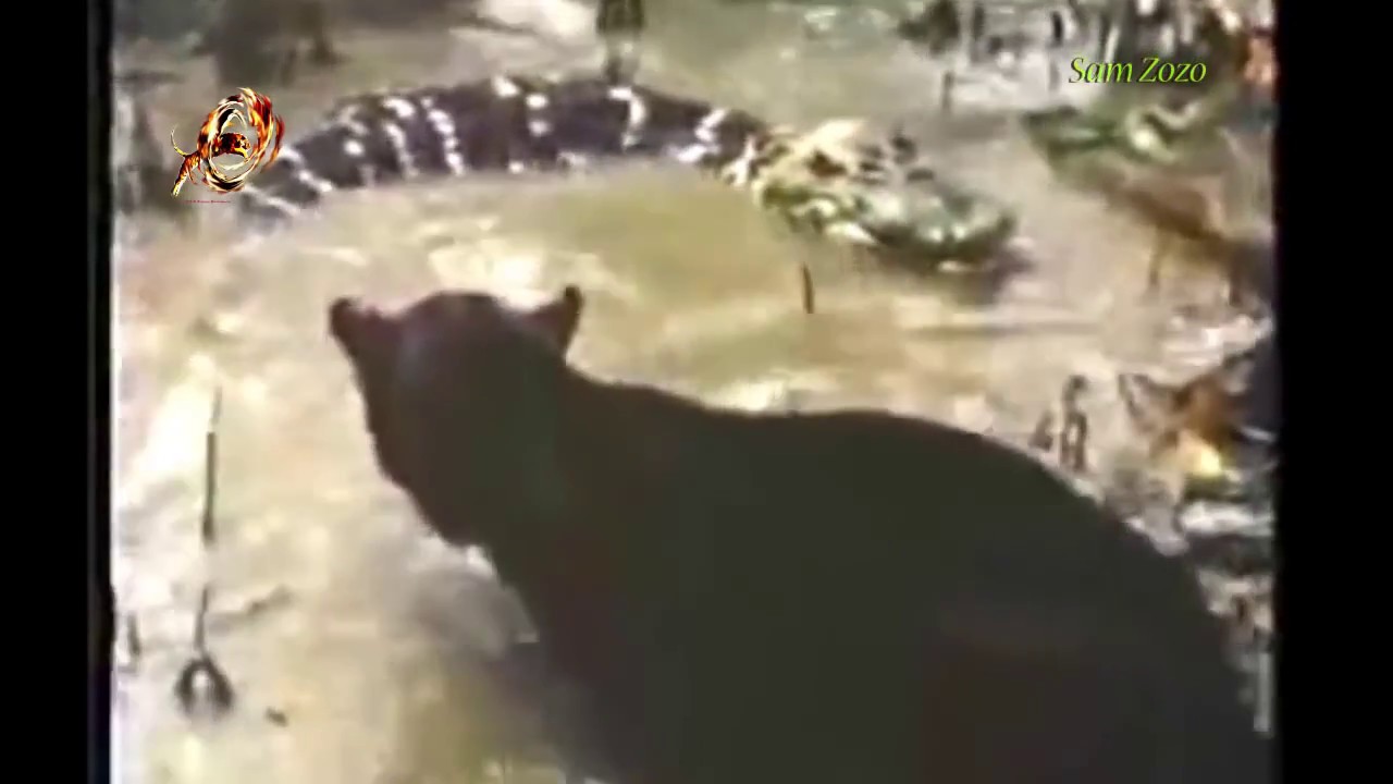 Leopard vs crocodile - YouTube