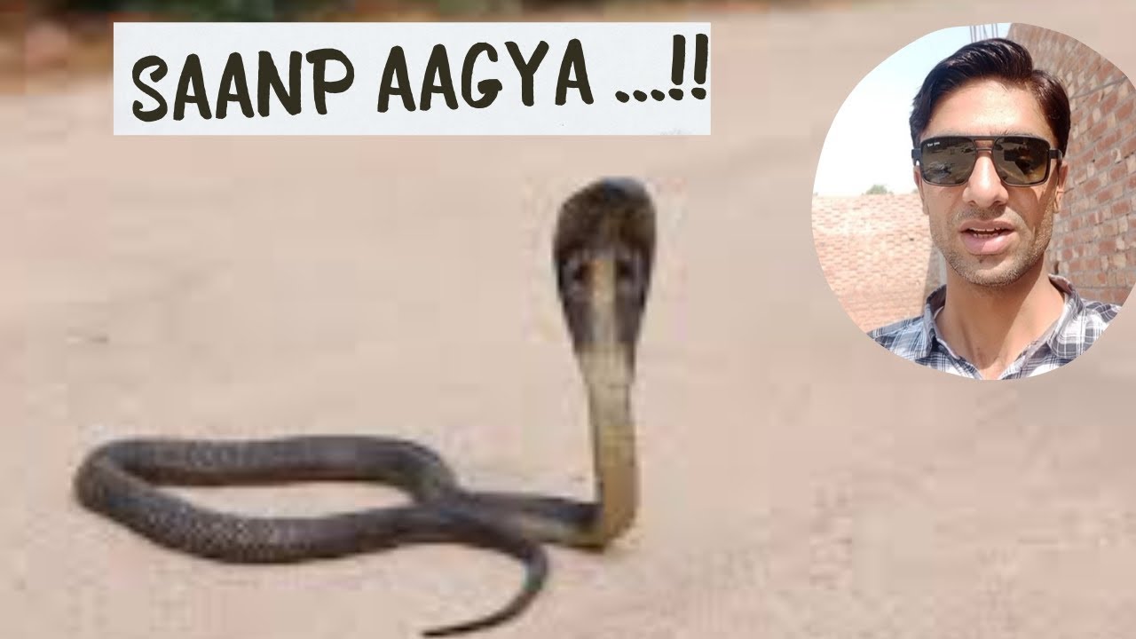 Basement main Saanp(Snake) 🐍 agya |Winter stock khol diya |Sajid Ali ...