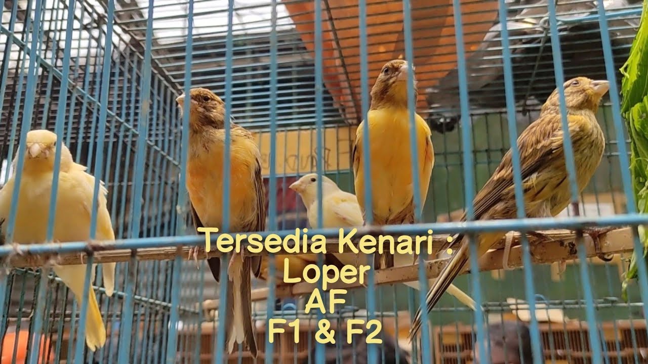 UPDATE HARGA KENARI DI ABADI BIRD PALMERAH - YouTube