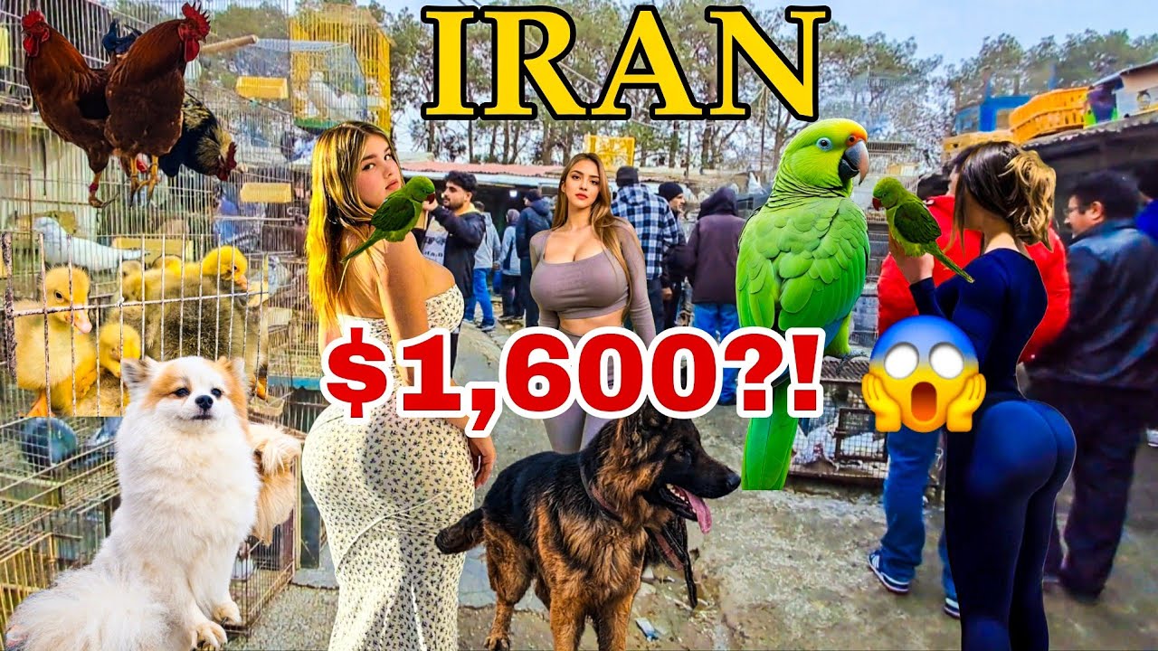 They Sell WHAT in Iran?😨🇮🇷| SHOCKING Prices at Tehran's Pet Market|4k ...