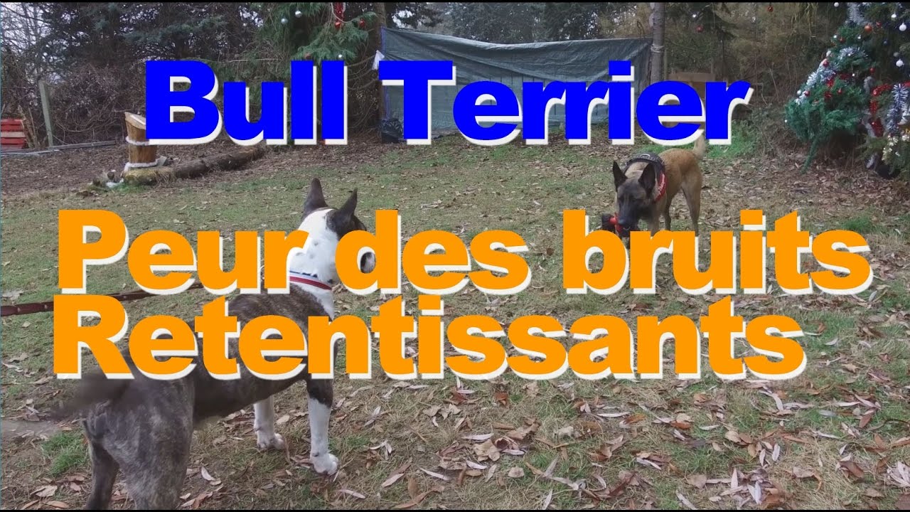 Bull Terrier chien craintif ou peureux ? - YouTube