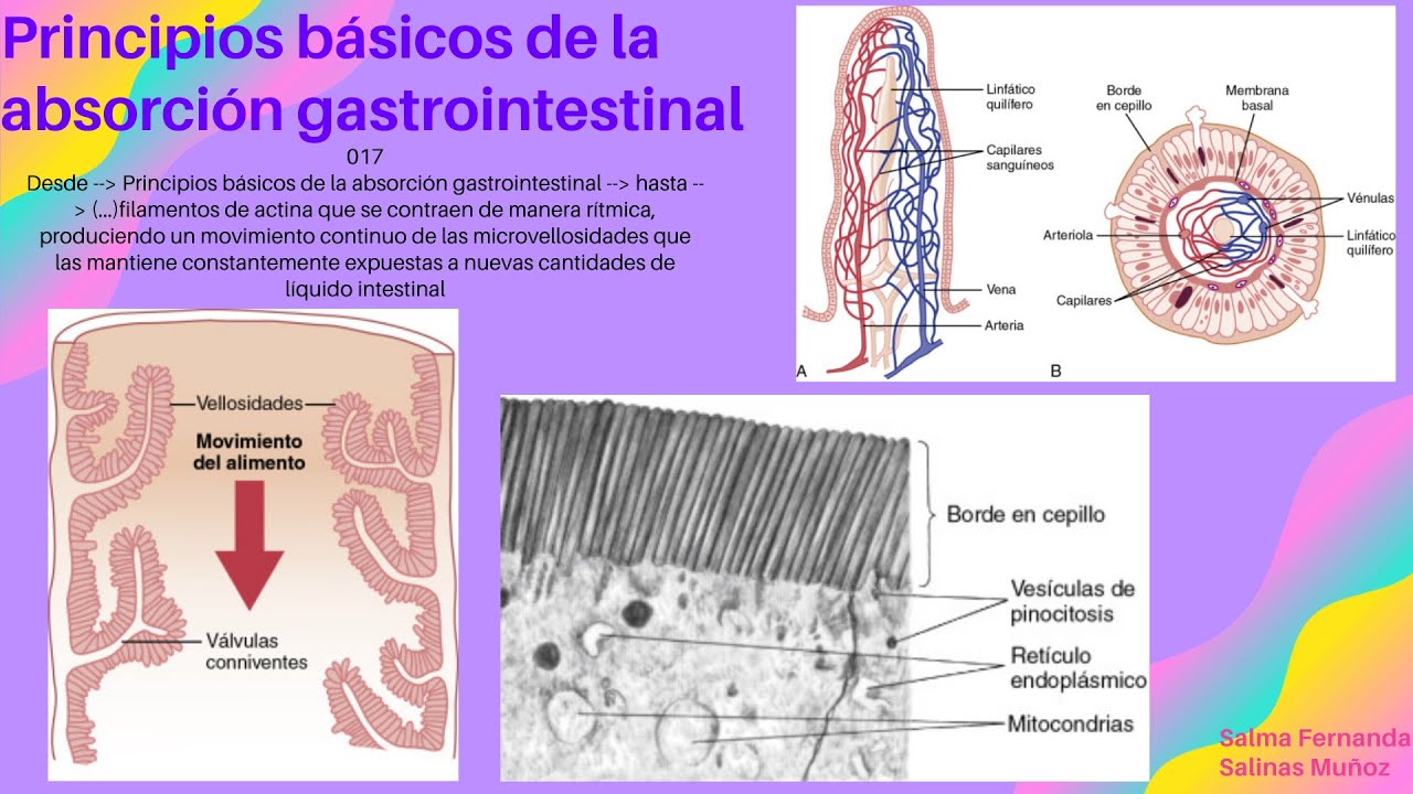 Tema 017- Principios básicos de la absorción gastrointestinal - YouTube
