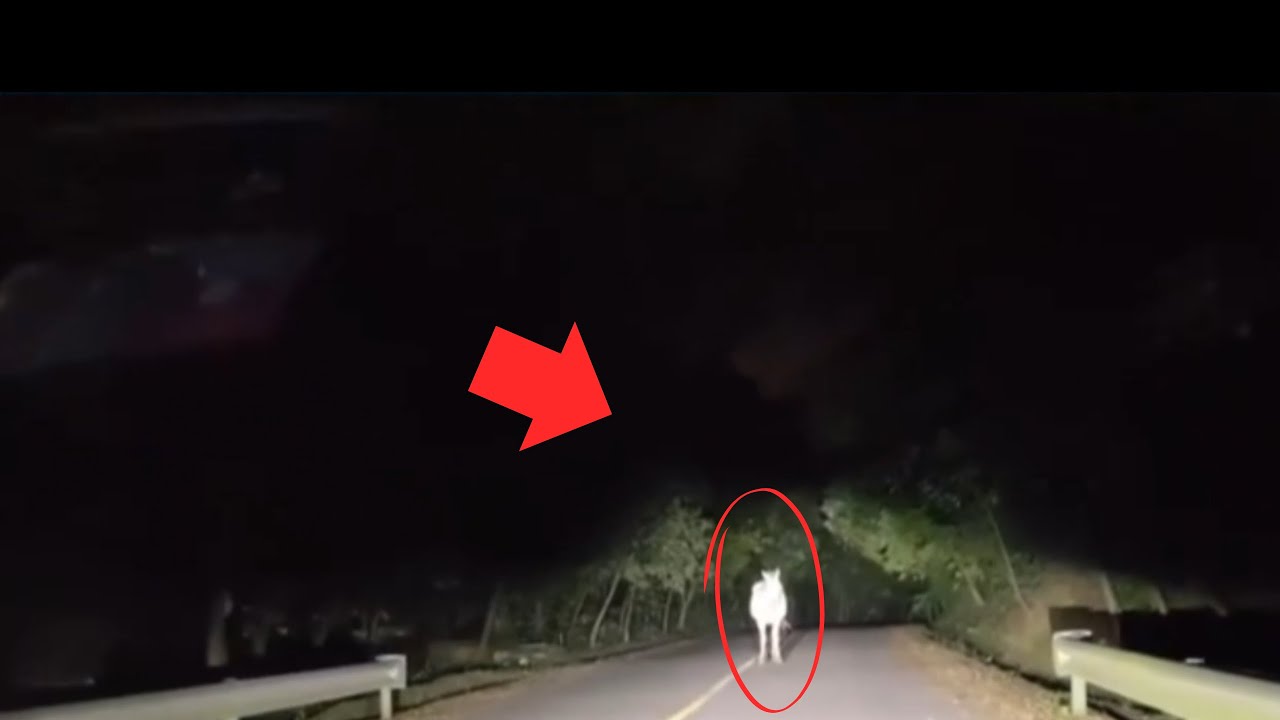 5 Chilling Ghosts Caught on Camera: Real Paranormal Encounters - YouTube