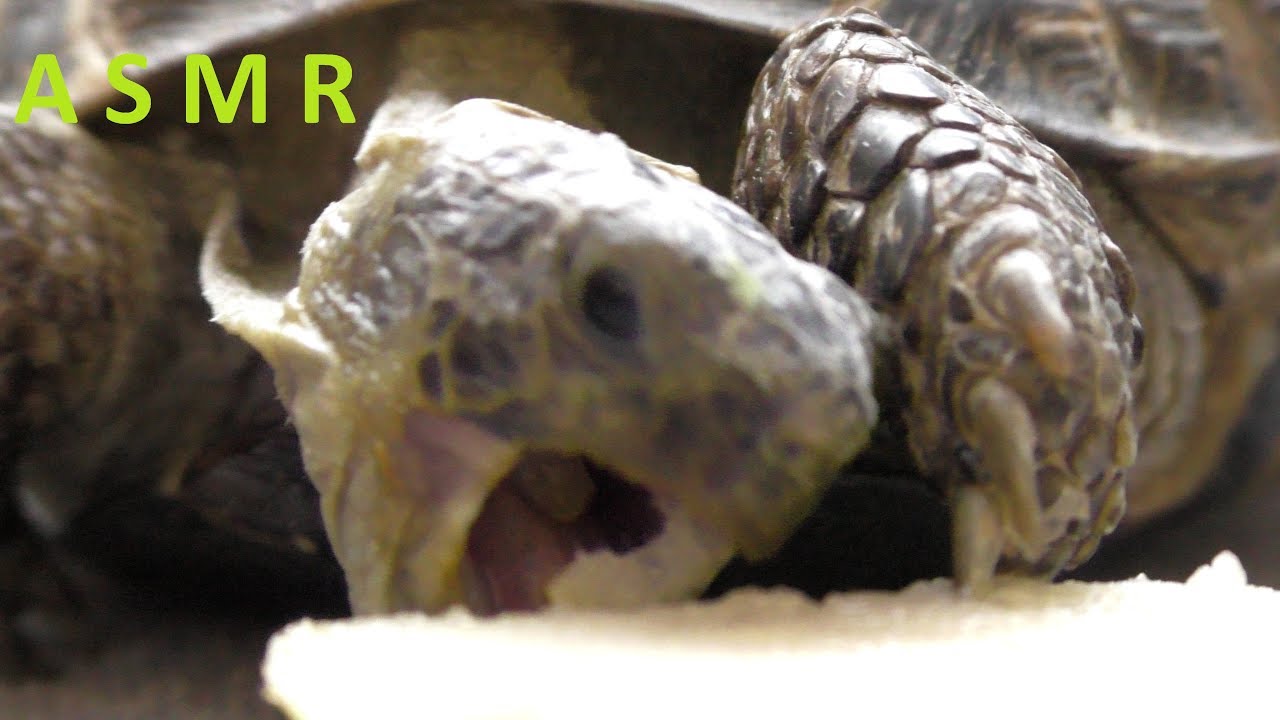 Turtle eating a Pear Animals / Animals ASMR #19 - YouTube