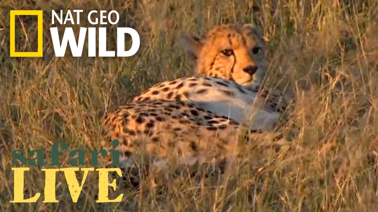 Safari Live - Day 159 | Nat Geo Wild - YouTube