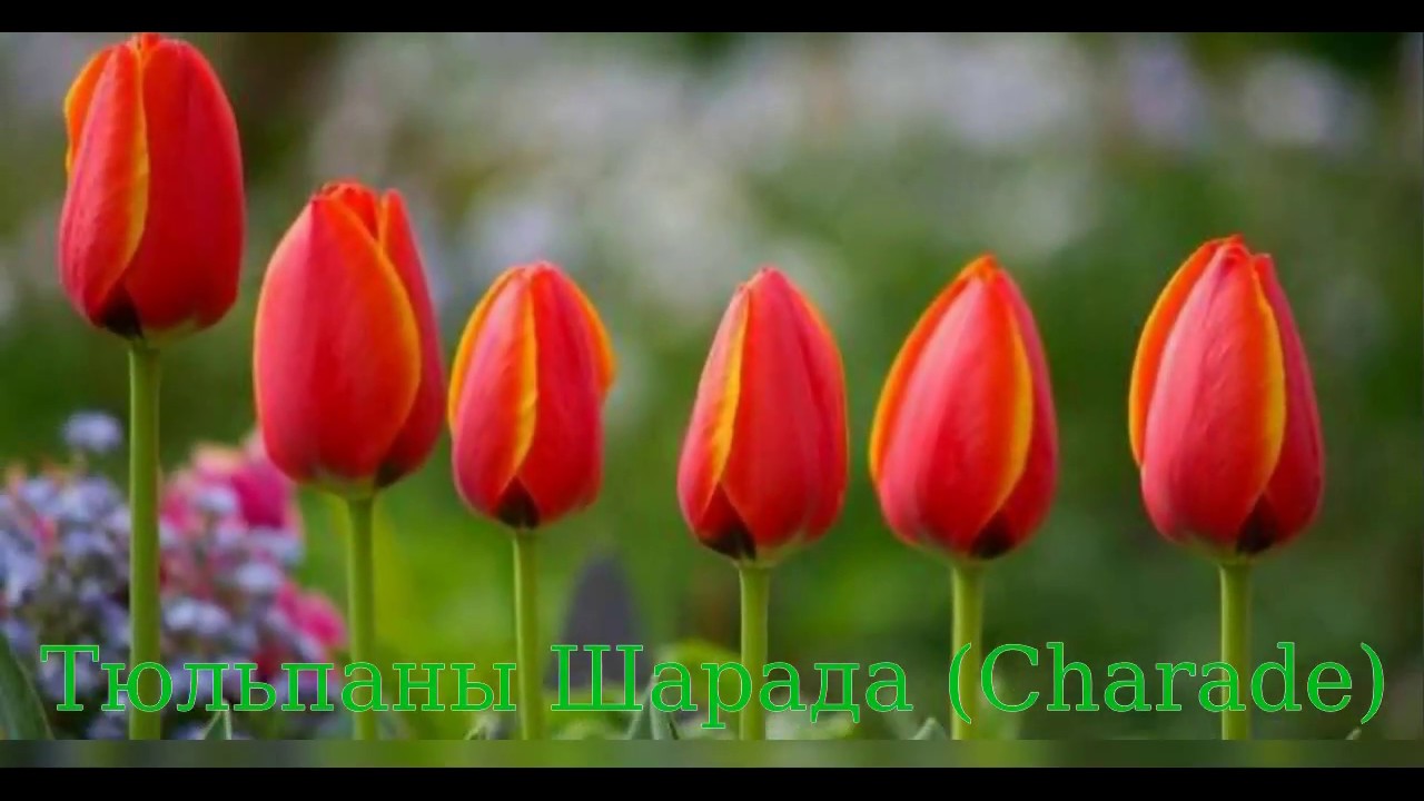 Tulip Charade (Тюльпан Шарада) - YouTube