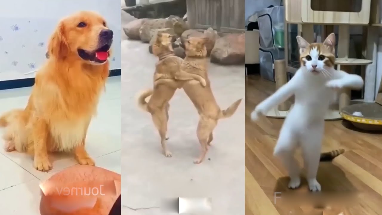 🐯"Epic Animal Pranks: You Won't Believe 🐆 What Happens Next! :o "Part 3 ...