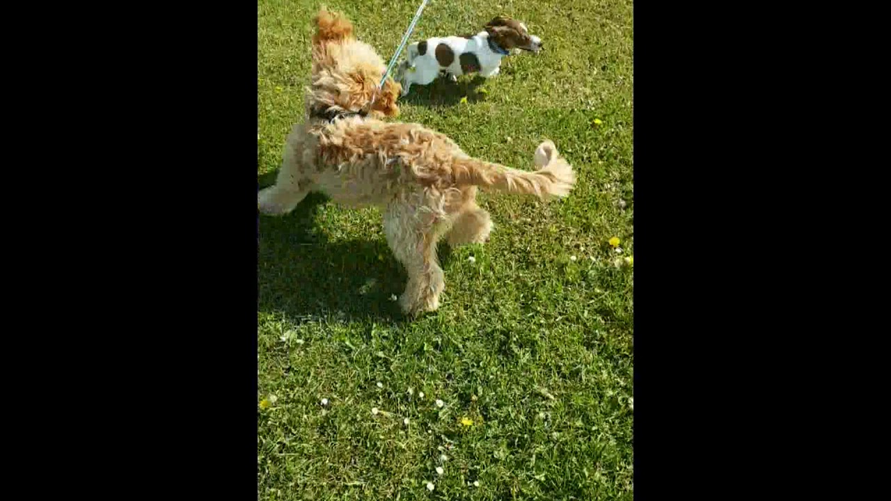 Archie & Milo a - YouTube