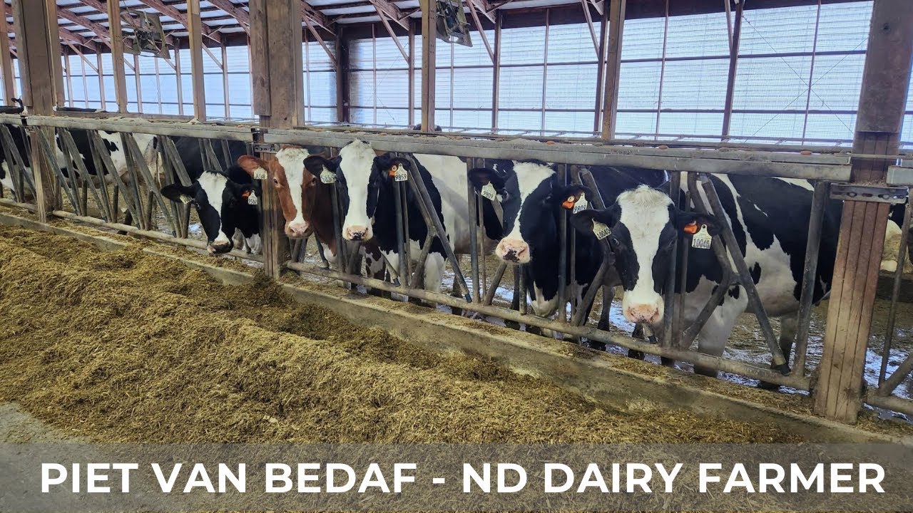 Monitoring Cow Activity on a Dairy Farm (67) - YouTube