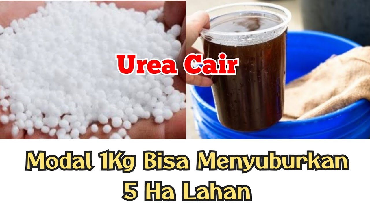 Cara Membuat Pupuk Urea Cair - YouTube