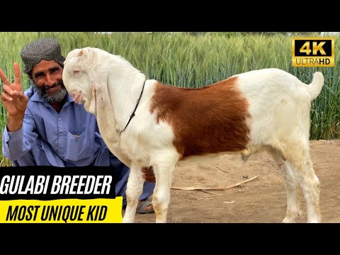 World Most Unique Gulabi goat kid | Best baby goats | beautiful goats kid - YouTube