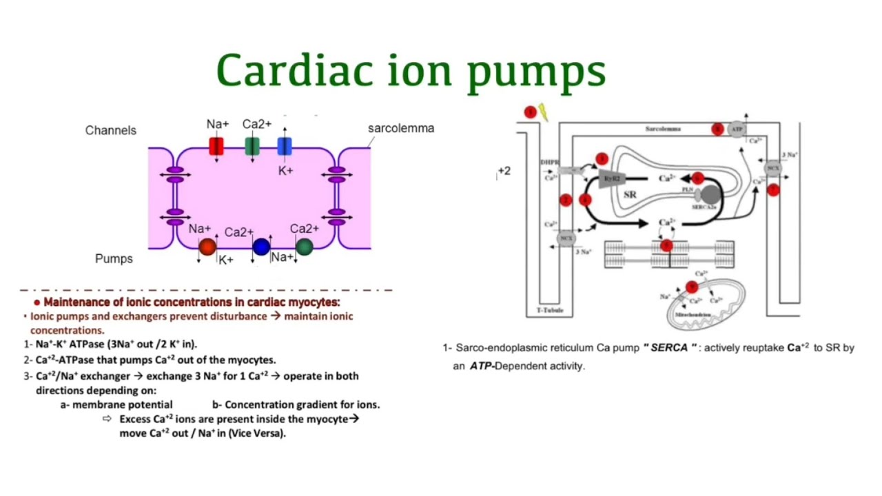 Cardio physiology || ultra crash || Dr.Ameen - YouTube
