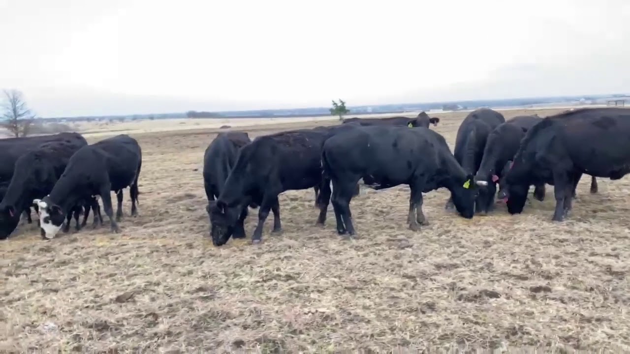 50 Black and Black Motley Face/Baldy Heavy Bred Cows, #1214 | Cattle ...