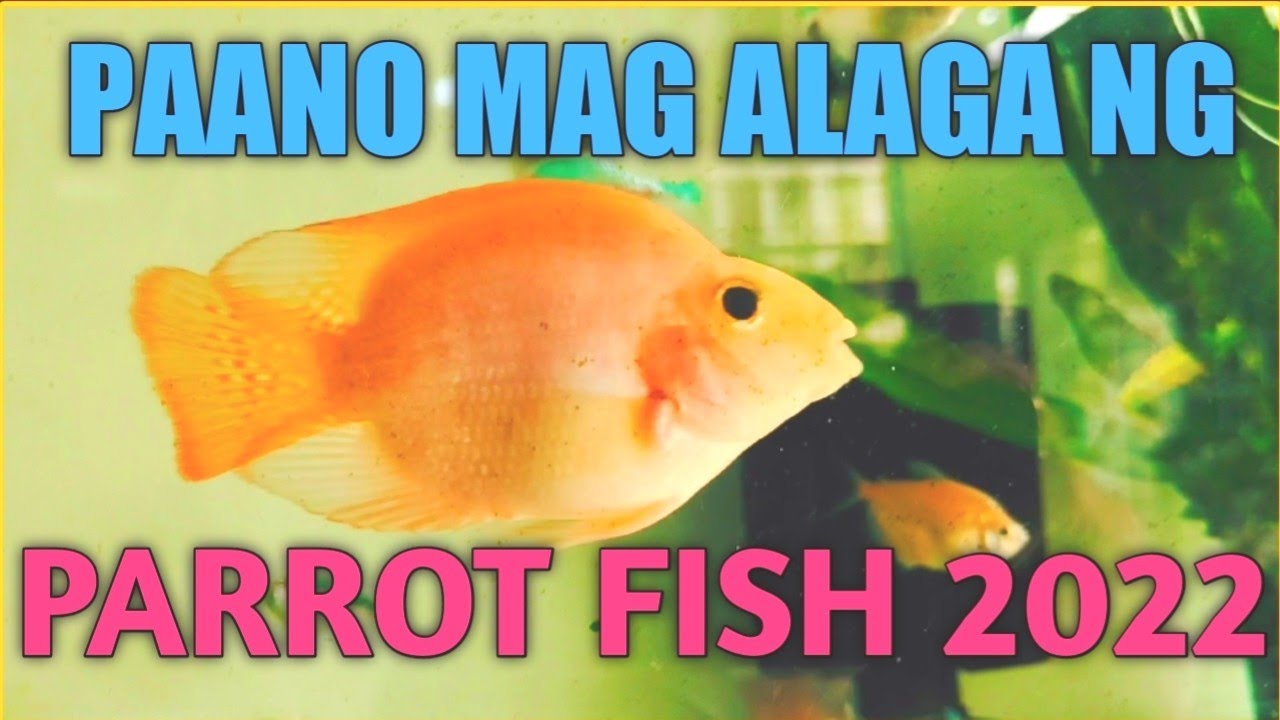 PAANO MAG ALAGA NG ISDA; PARROT FISH * SIMPLE TIPS FOR PARROT FISH ...