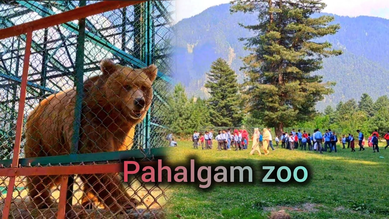 dekho duniya ke jannat 🥀 Pahalgam zoo india ka sabse khubsurat jagah 🌄 ...