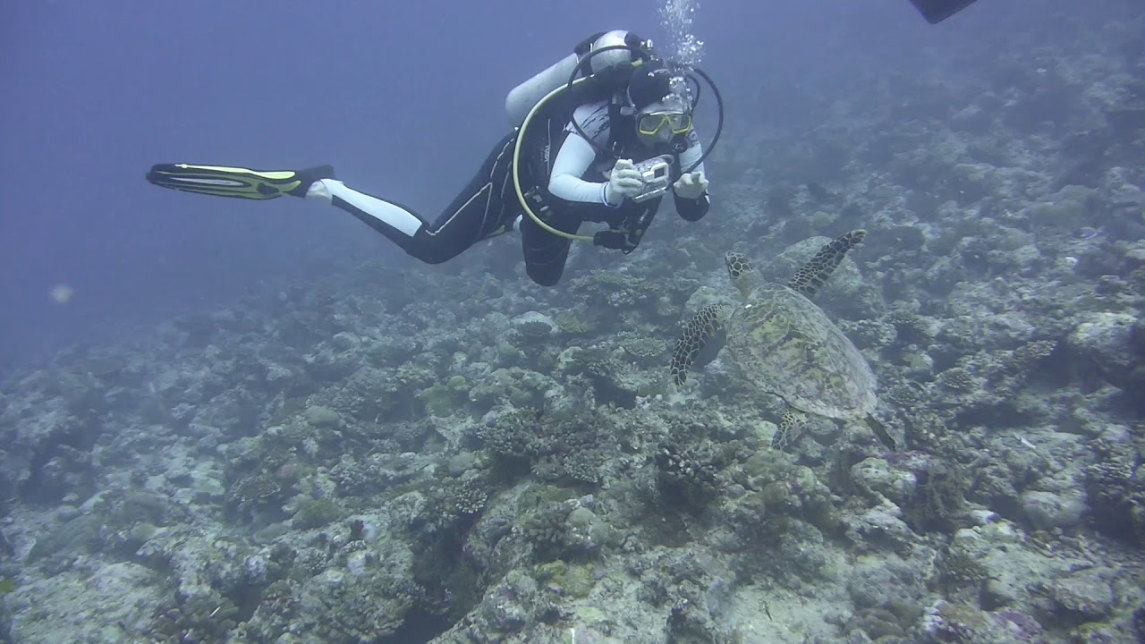 little turtle came to say hi - YouTube