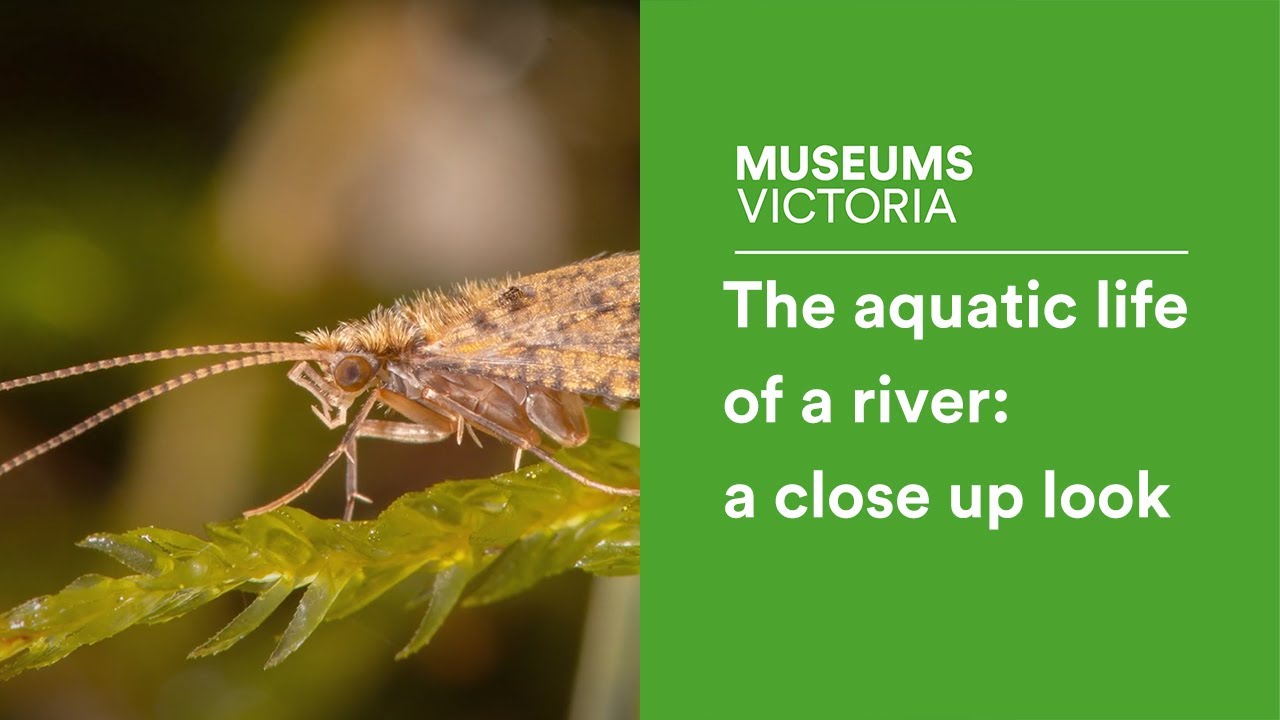 Recording the aquatic life of a river: a close up look - YouTube