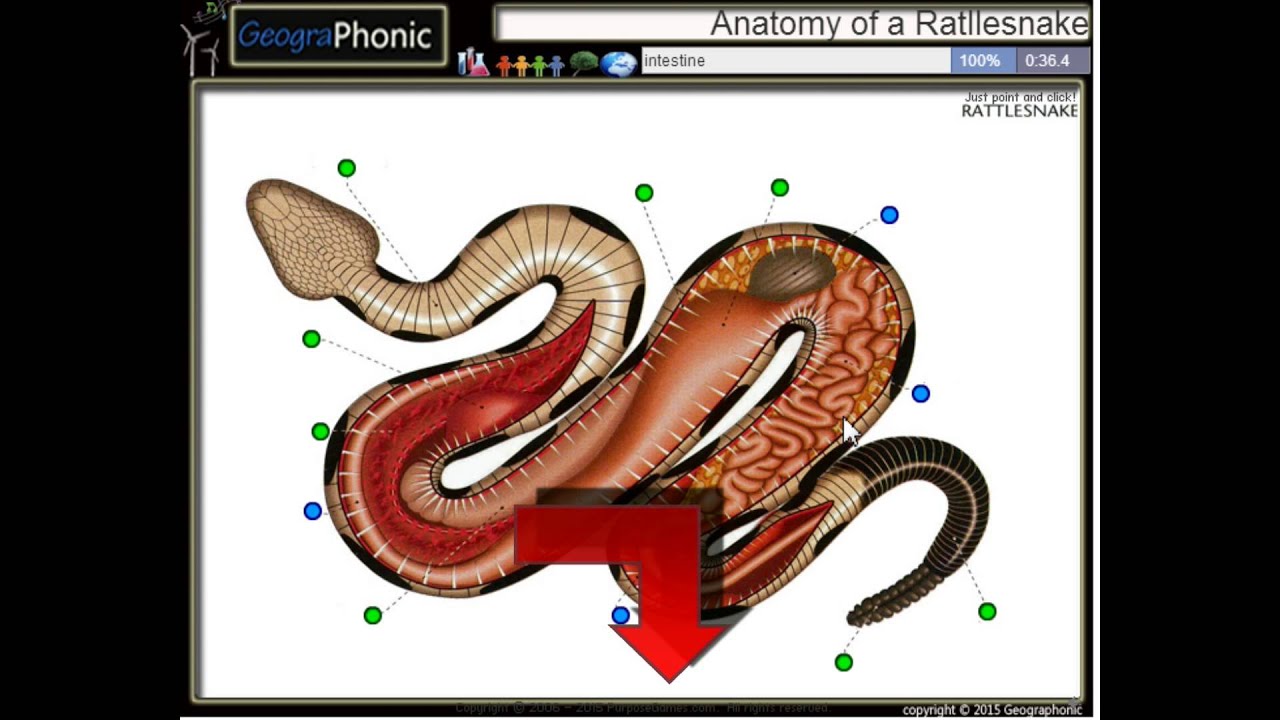 anatomie d'un serpent à sonnettes - YouTube