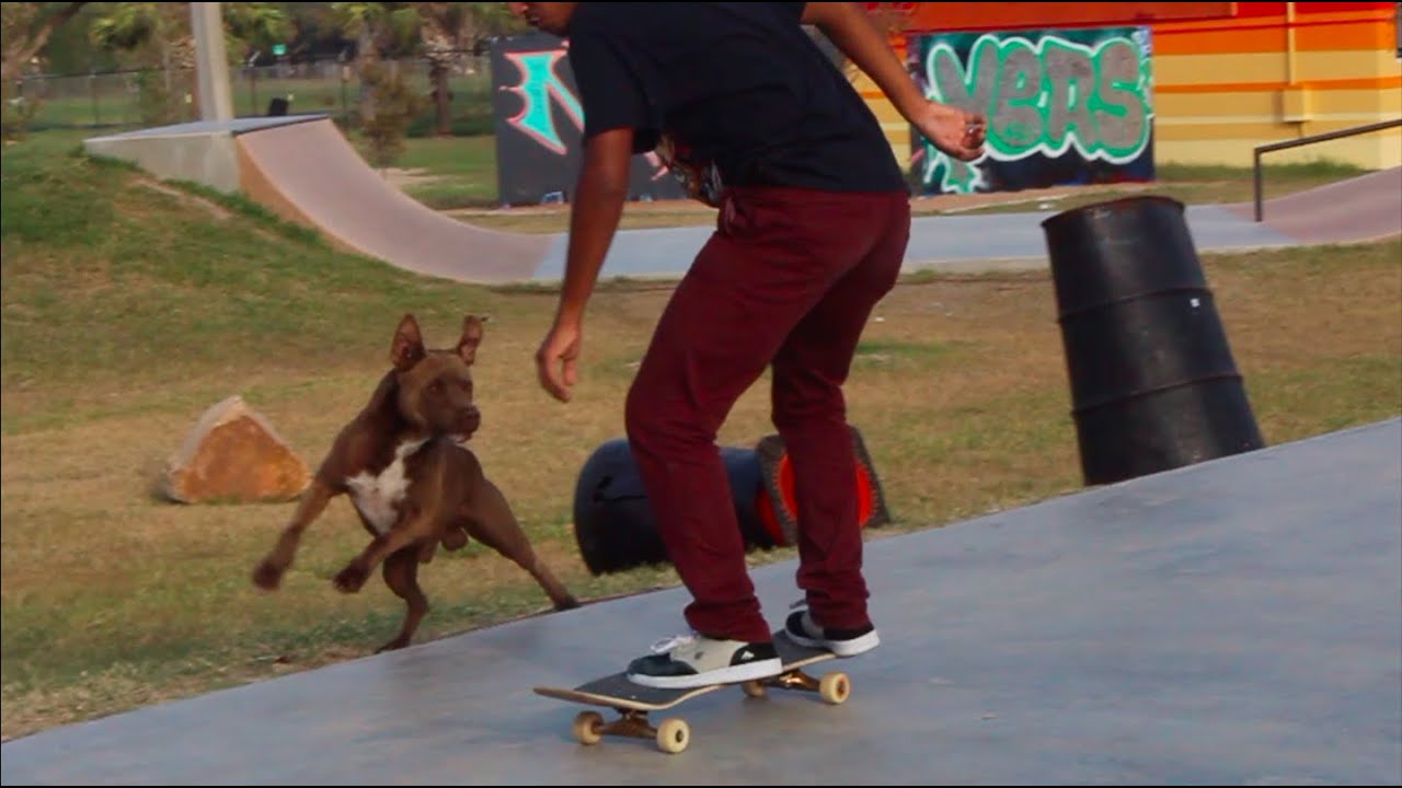 NEW FILMER, NEW TRICK, RANDOM CRAZY DOG - YouTube