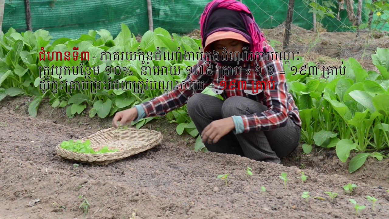 How to produce vegetable seedlings - YouTube