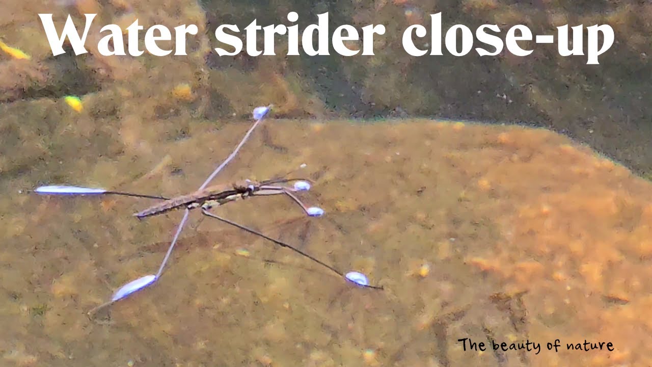 Water strider close-up / beautiful insects by the water. - YouTube