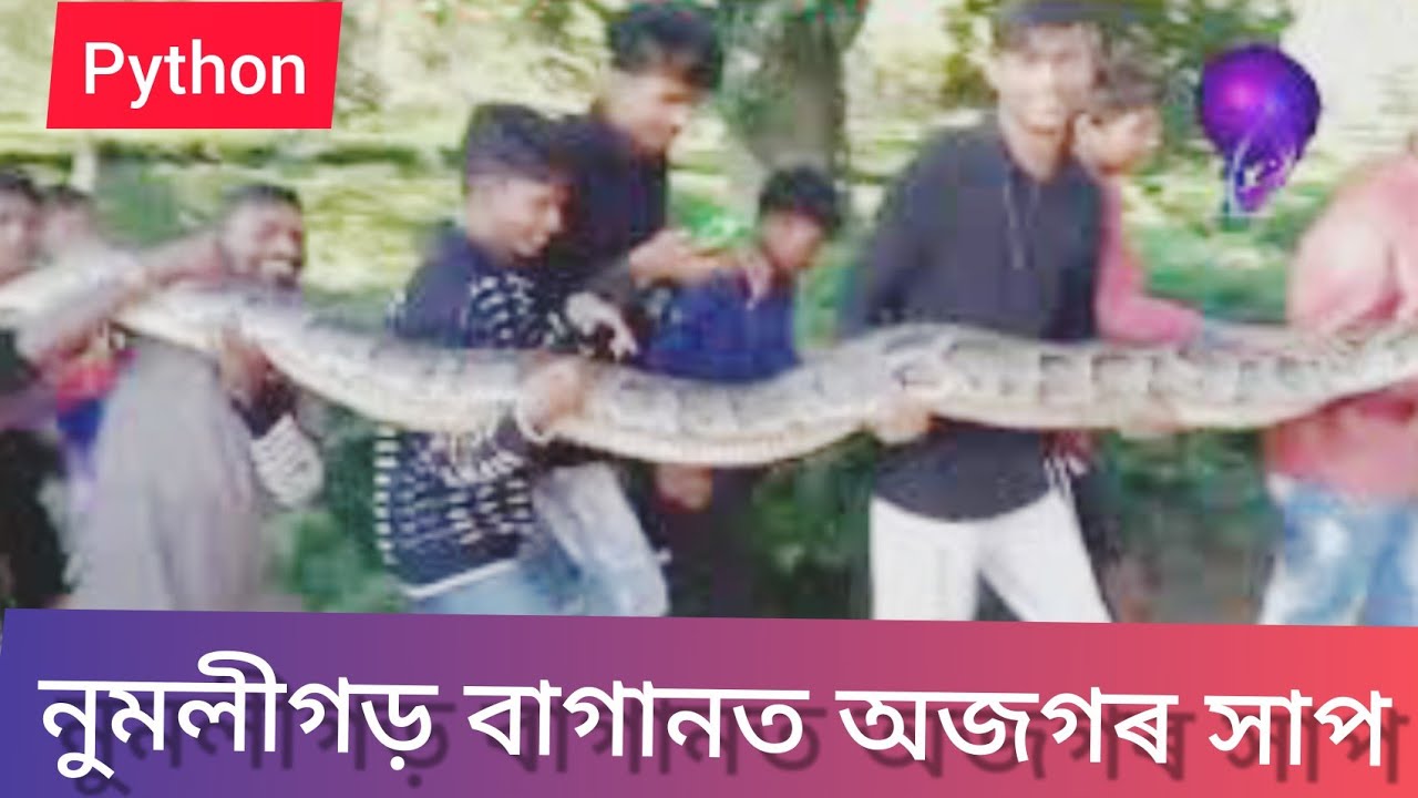 Python #Numaligarh T.E African Rock #Python tries to Enter Home--Eats ...