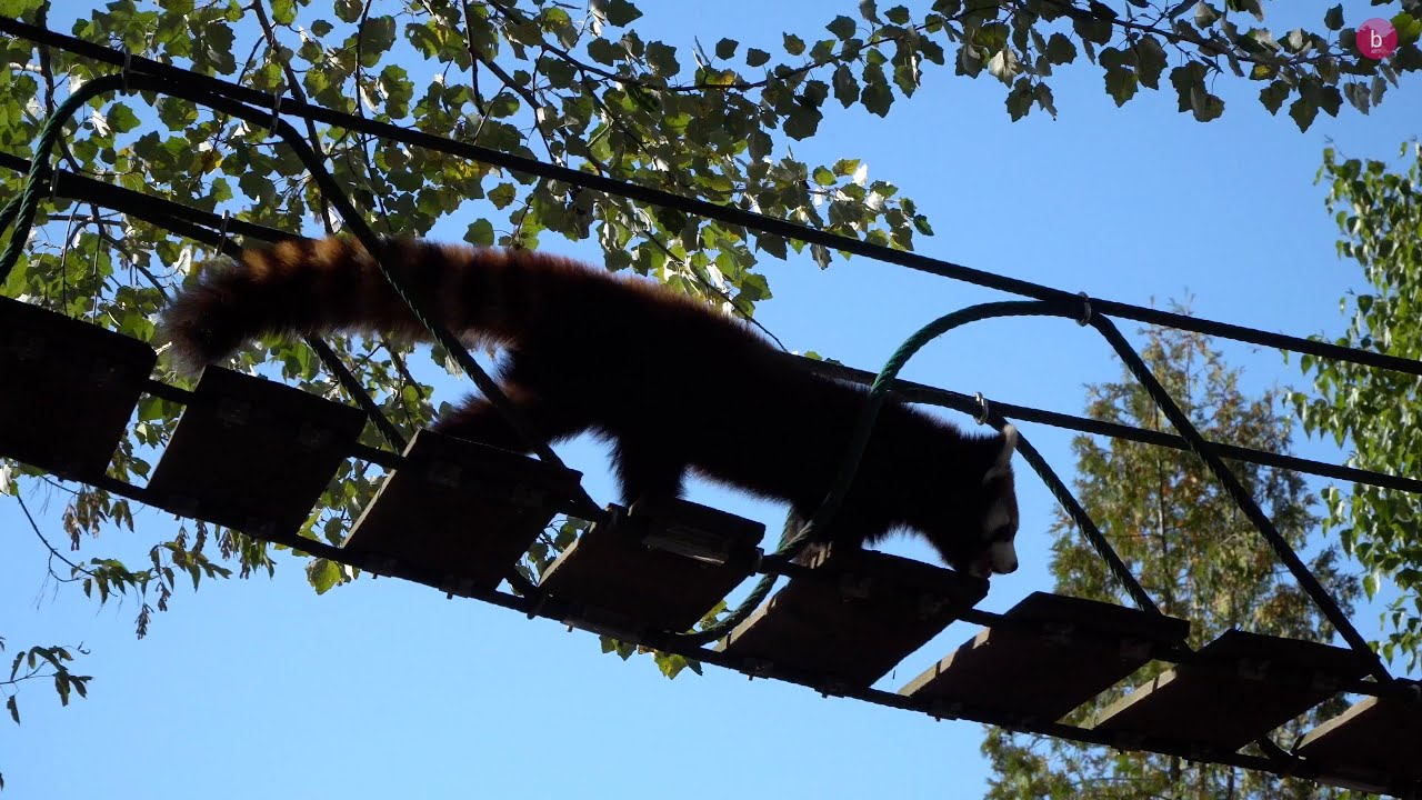 Playful Red Panda's Bridge Crossing Adventure - YouTube
