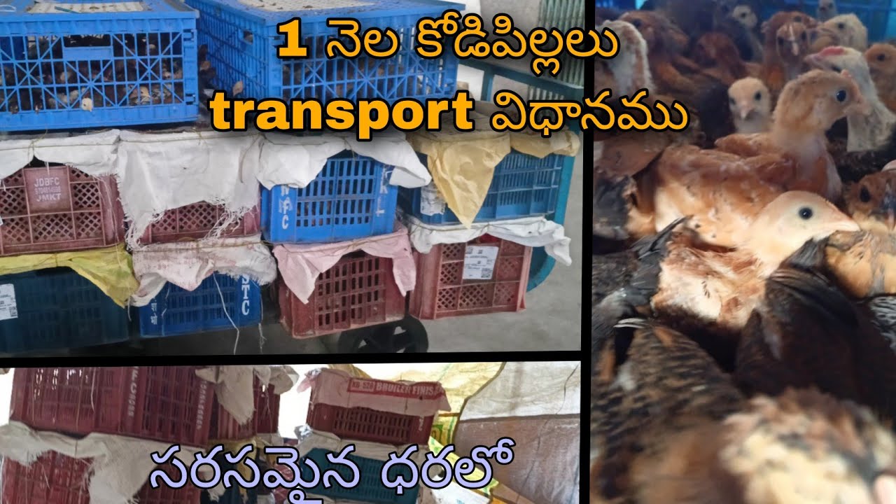 chicks transportation process | 1 month sonali chicks transportation|1 ...