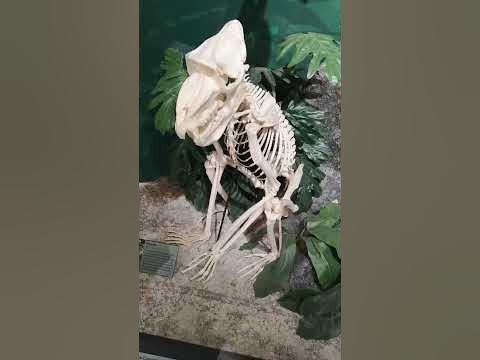 Skeleton Museum | Cyclops Calf | Two Headed Skeleton - YouTube