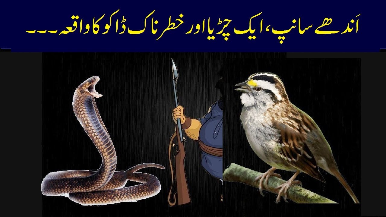 Story Of A Blind Snake, A Sparrow And A Dangerous Robber - YouTube