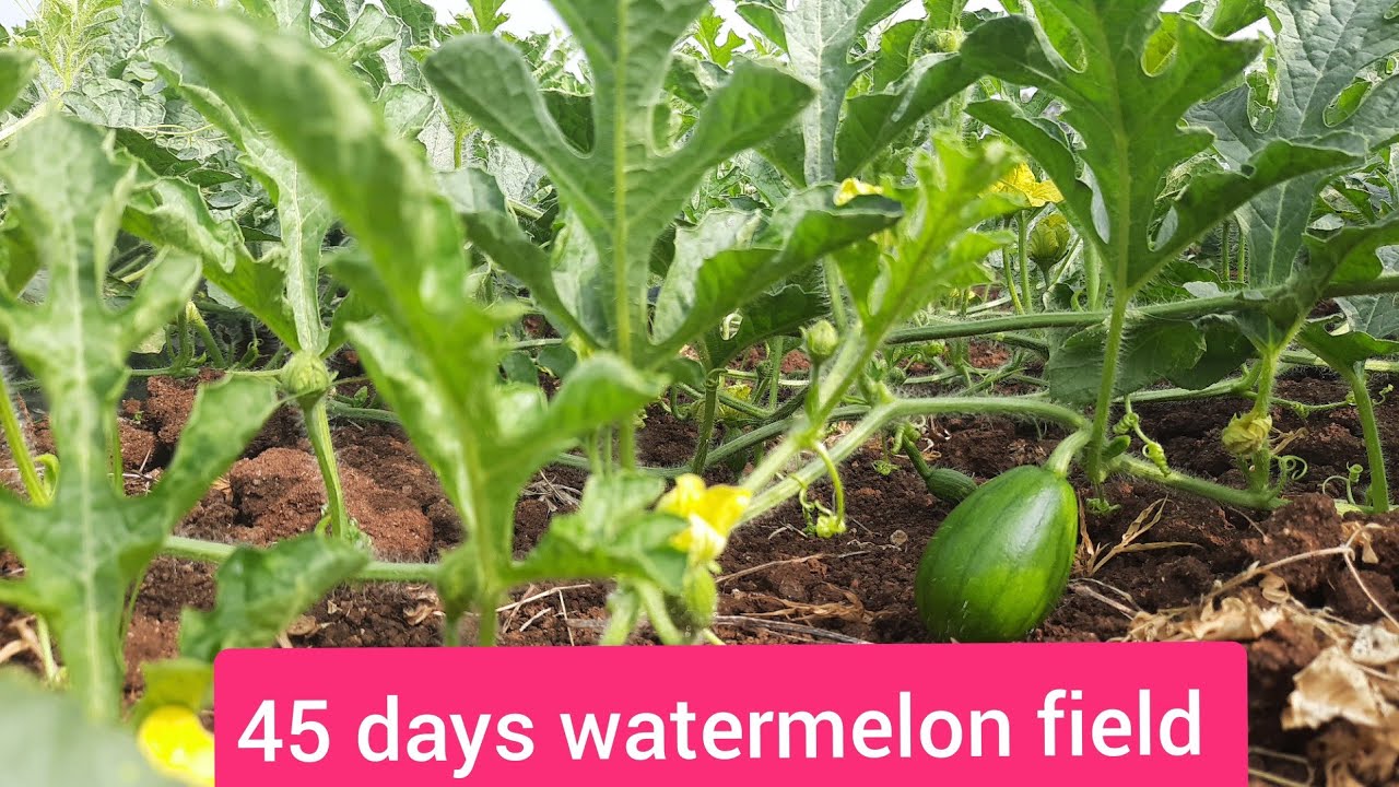 watermelon cultivation 45 days field,seeded on dec 1 || Flowering stage ...